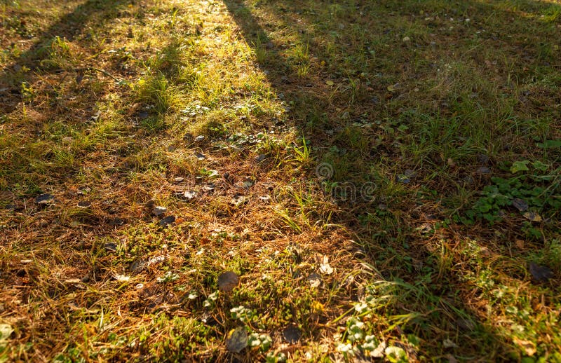 The Shadow from the Trees on the Grass in the Autumn Forest. Stock ...