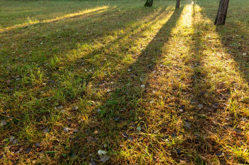 The Shadow from the Trees on the Grass in the Autumn Forest. Stock ...