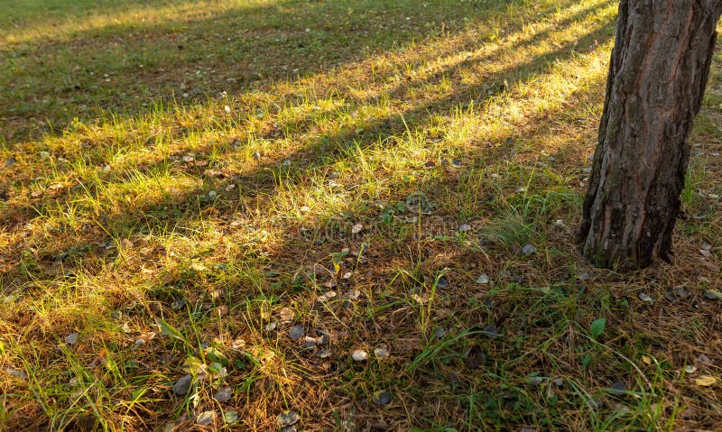 The Shadow from the Trees on the Grass in the Autumn Forest. Stock ...