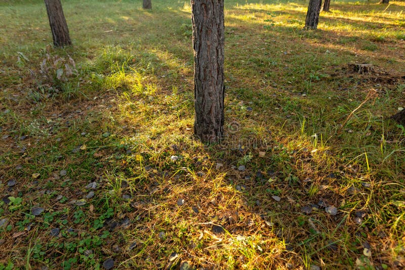 The Shadow from the Trees on the Grass in the Autumn Forest. Stock ...