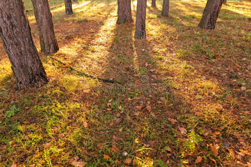 The Shadow from the Trees on the Grass in the Autumn Forest. Stock ...