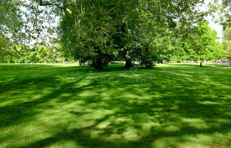 The Shadow of Trees on Grass in a Park during the Summer Stock Photo ...