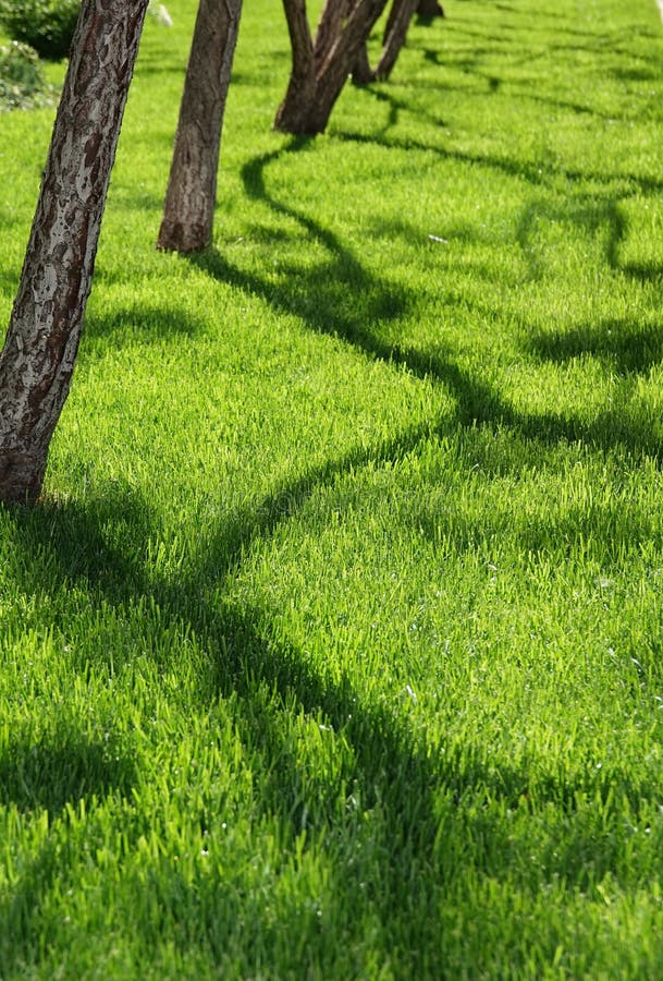 The Shadow of the Trees on the Grass Stock Image - Image of field ...