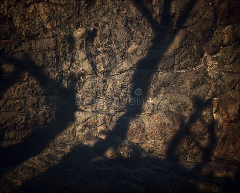 Shadow of Trees on Grey Rock Surface. Stock Photo - Image of texture ...