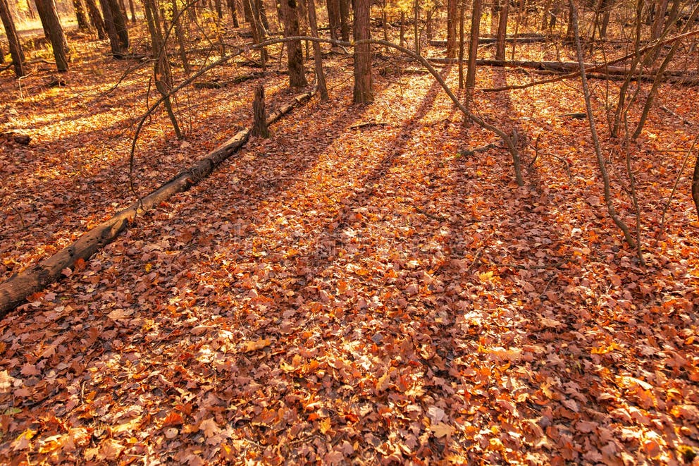 The Shadow from the Trees on the Leaves in the Forest in Autumn Stock ...