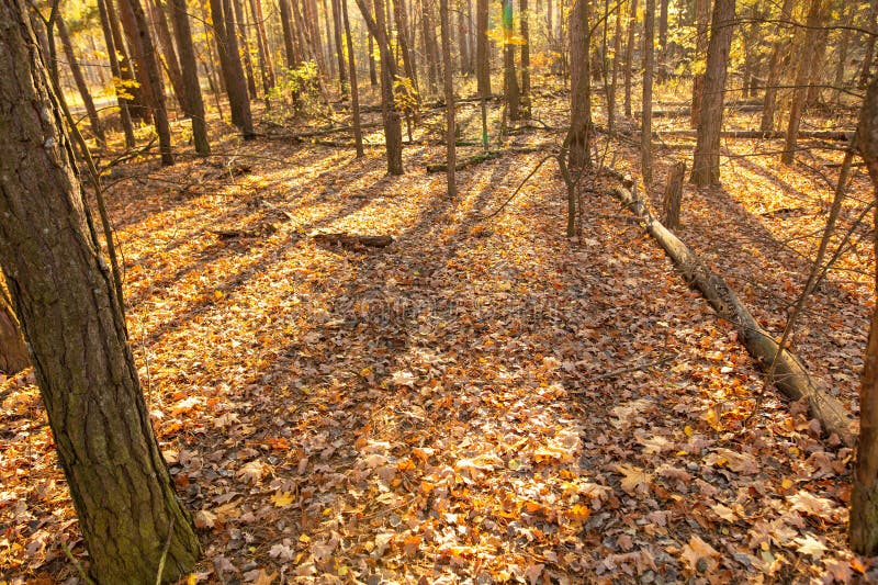 The Shadow from the Trees on the Leaves in the Forest in Autumn Stock ...