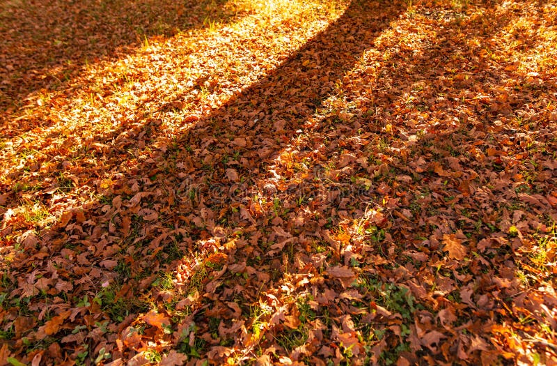 The Shadow of the Trees on the Leaves Lying on the Ground in the Autumn ...