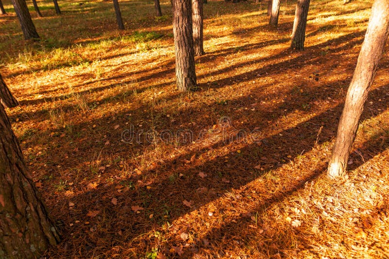 The Shadow of the Trees on the Leaves Lying on the Ground in the Autumn ...