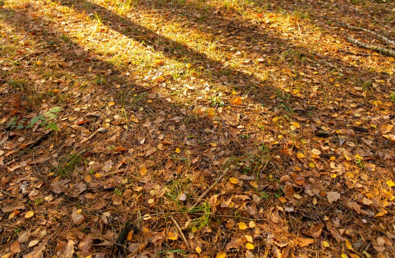 The Shadow of the Trees on the Leaves Lying on the Ground in the Autumn ...