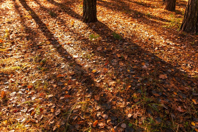 The Shadow of the Trees on the Leaves Lying on the Ground in the Autumn ...