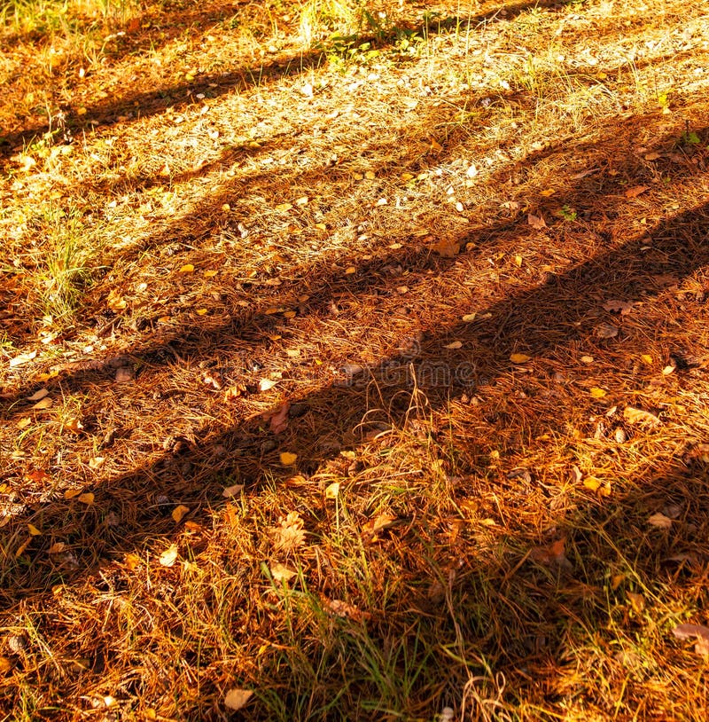 The Shadow of the Trees on the Leaves Lying on the Ground in the Autumn ...