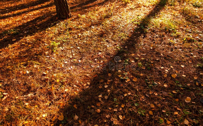 The Shadow of the Trees on the Leaves Lying on the Ground in the Autumn ...