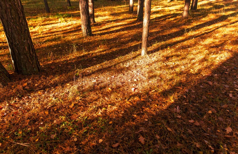 The Shadow of the Trees on the Leaves Lying on the Ground in the Autumn ...