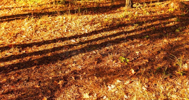 The Shadow of the Trees on the Leaves Lying on the Ground in the Autumn ...