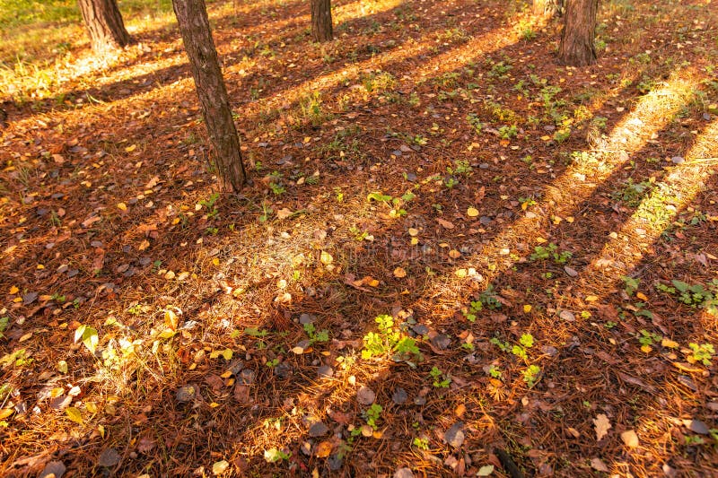 The Shadow of the Trees on the Leaves Lying on the Ground in the Autumn ...