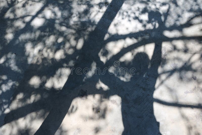 The Shadow of the Trees and People. Stock Photo - Image of reflection ...
