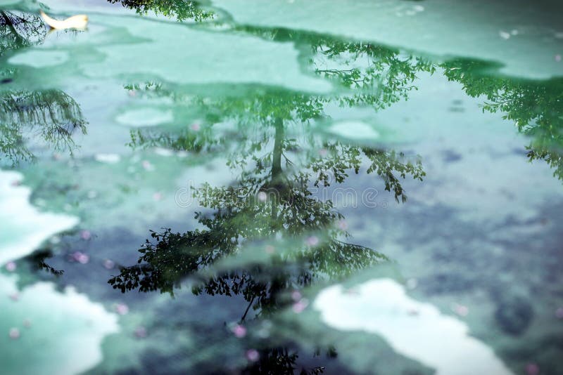 The Shadow of Trees Reflected in the Water on the Road Stock Photo ...