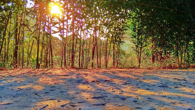 Shadow of Trees and Rising Sun Stock Image - Image of golden, green ...