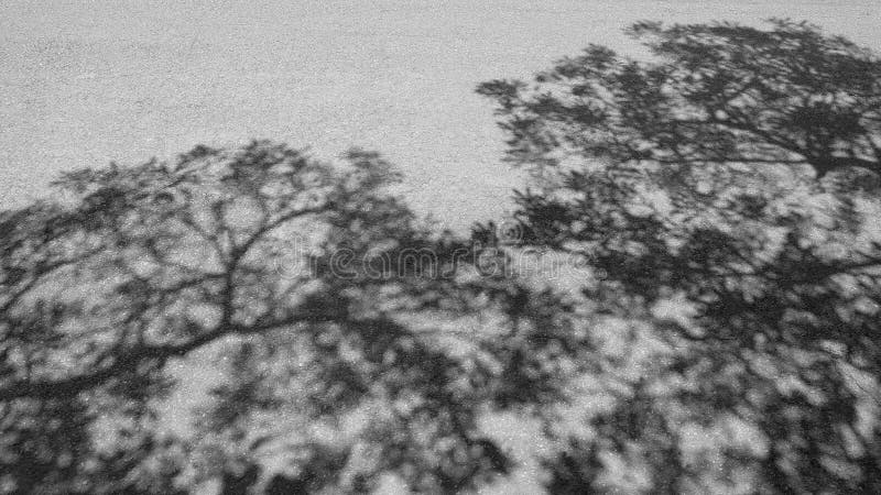 Shadow of Trees on Road for Background Stock Photo - Image of view ...