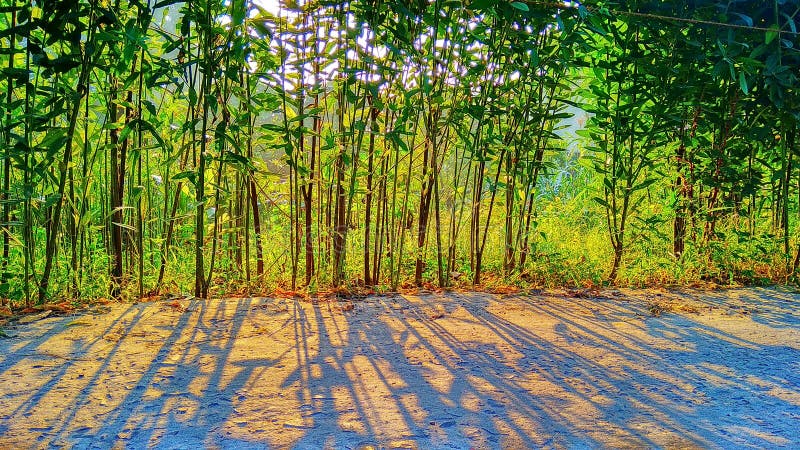 Shadow of trees stock image. Image of green, shadow - 129626997