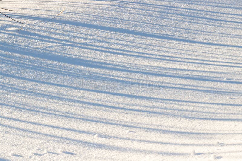 Shadow of the Trees in the Snow Stock Image - Image of christmas ...