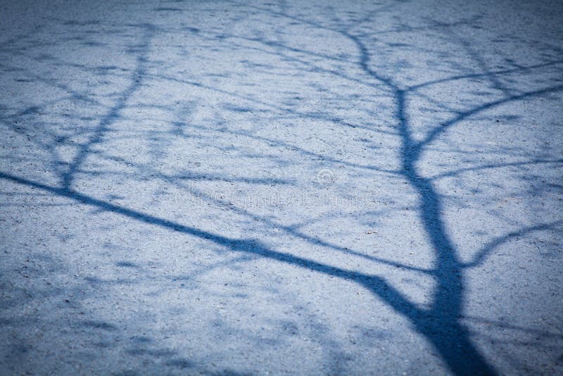 The shadow of the trees stock photo. Image of dreams - 33712436