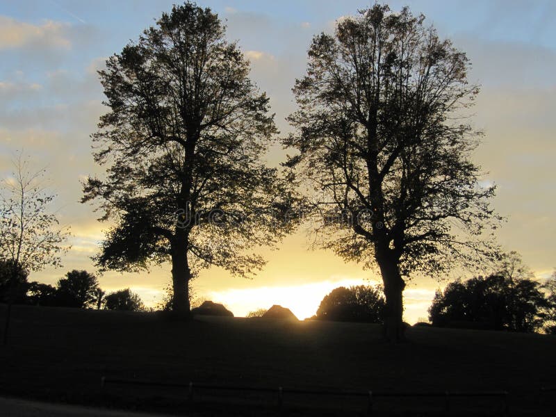 Shadow Trees stock photo. Image of dusk, shadow, trees - 129802210