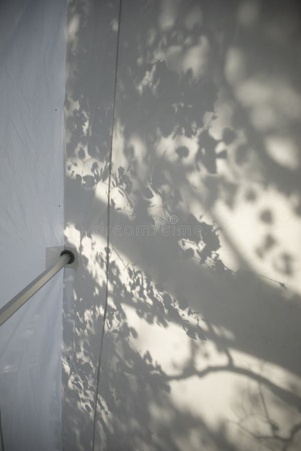 Shadow from Trees on White Wall. Silhouette from Plants Stock Image ...