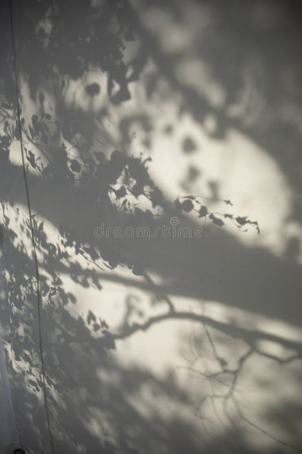 Shadow from Trees on White Wall. Silhouette from Plants Stock Photo ...