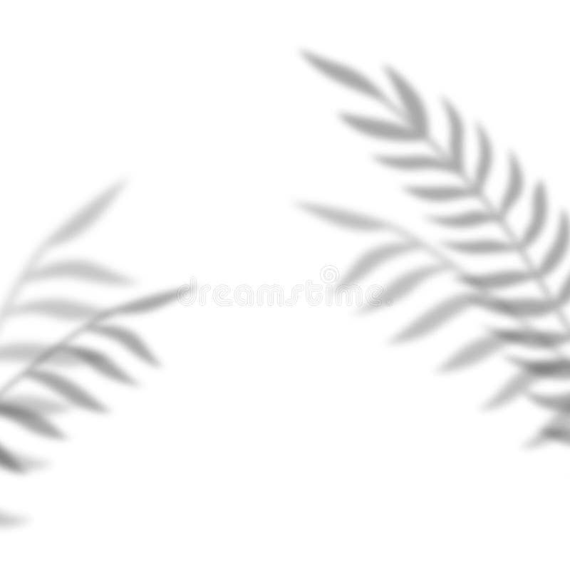Shadow from Tropical Leaves. Tropical Leaves Silhouette in Defocus ...