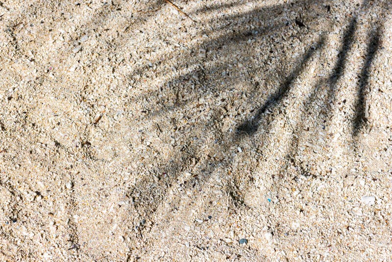 Shadow of Tropical Palm Tree Leaf on Sandy Beach Stock Photo - Image of ...