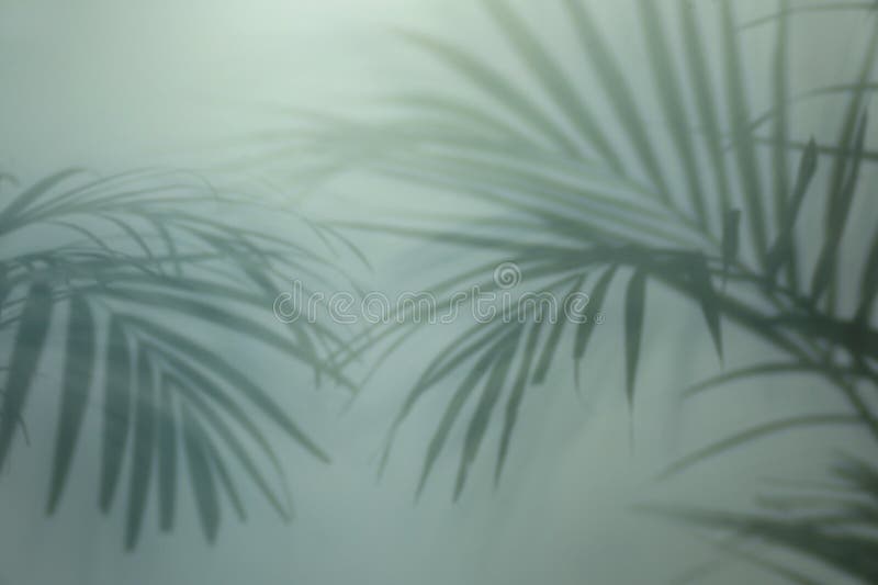 Shadow of Tropical Plant Branches on Light Background Stock Photo ...