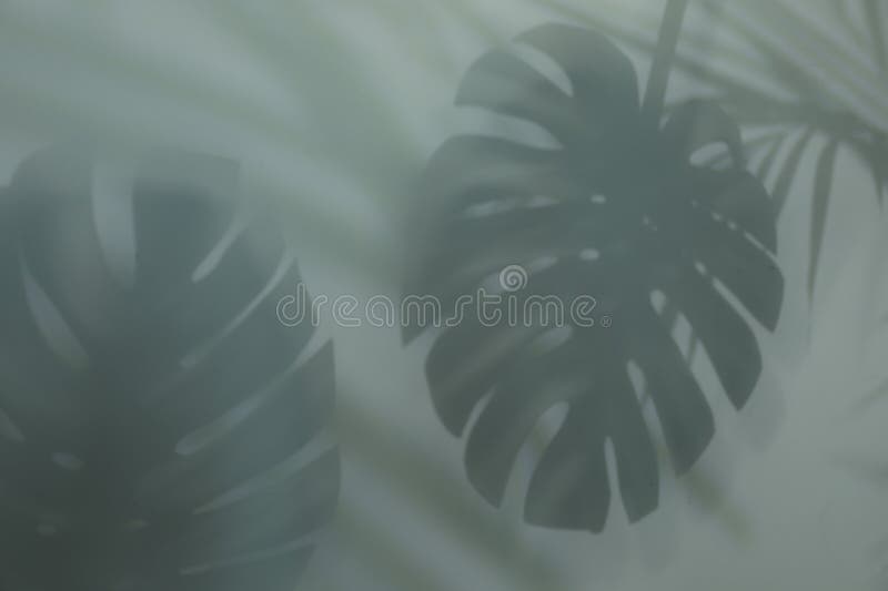 Shadow of Tropical Plants on Light Background Stock Photo - Image of ...
