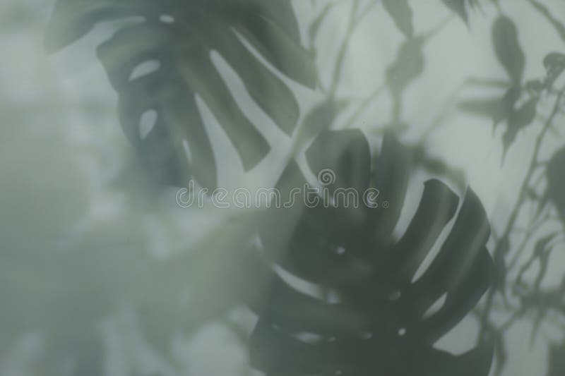 Shadow of Tropical Plants on Light Background Stock Image - Image of ...