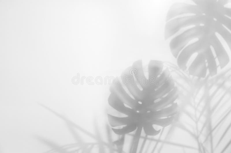 Shadow of Tropical Plant Leaves on Light Background, Space for Text ...