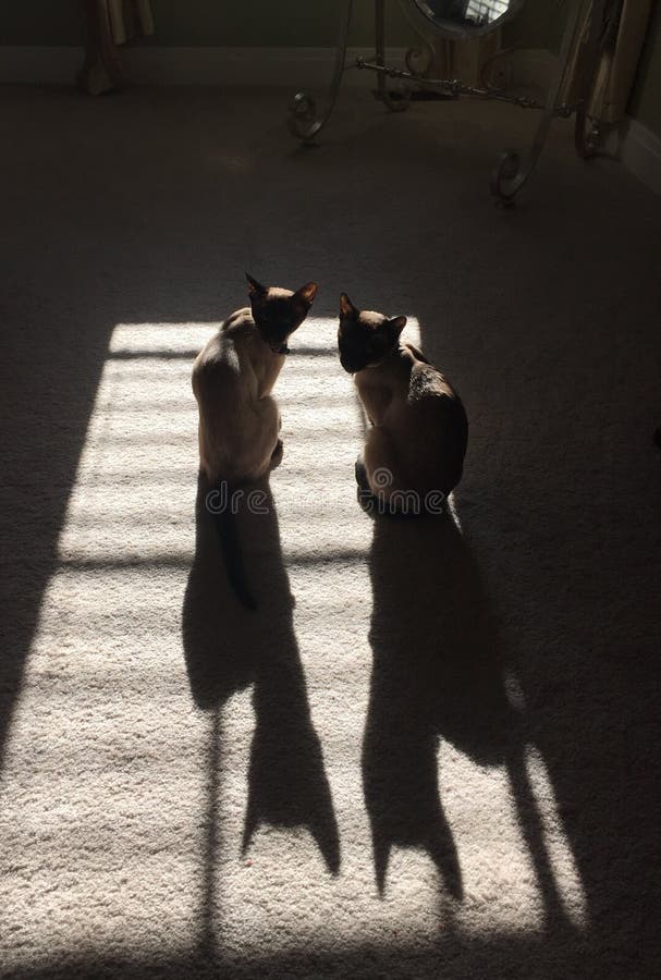 Shadow and Cats stock image. Image of black, blue, deep - 112373985