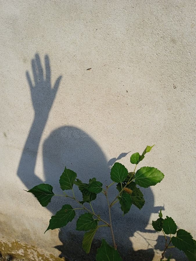 Shadow Under the Morning Sun Stock Photo - Image of natural, design ...