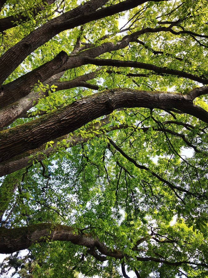 Shadow under an old tree stock image. Image of tree - 215875343