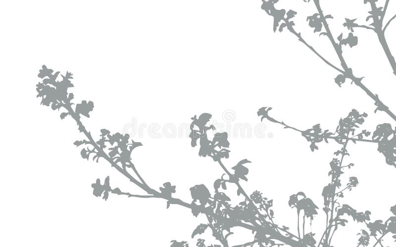 Shadow from Vegetation on the Wall Stock Photo - Image of transparent ...