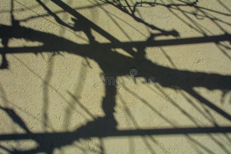 The Shadow of a Vine on the Wall Stock Photo - Image of line, shadow ...