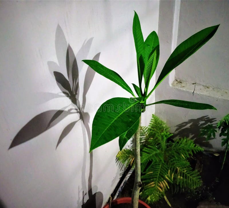 Shadow Vs Real stock photo. Image of garden, real, shadow - 216859234