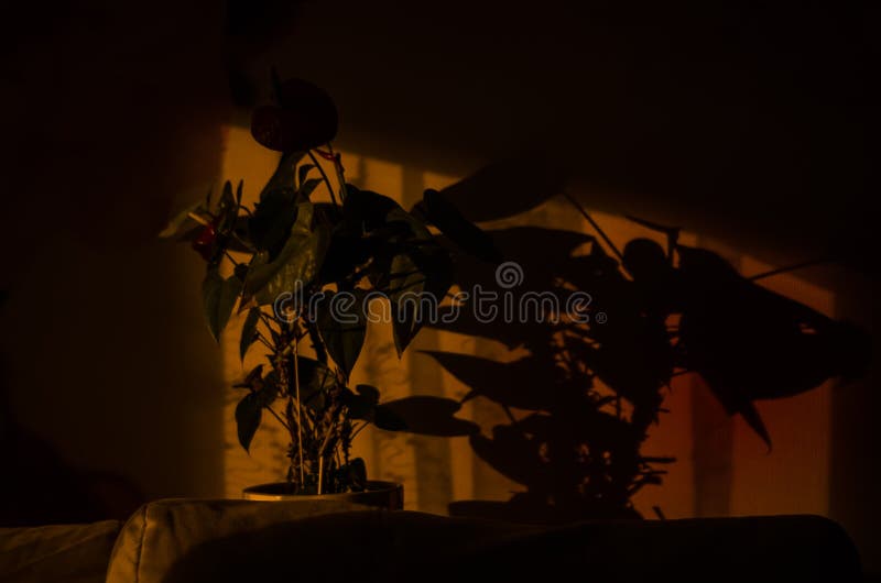 The Shadow on the Wall of Indoor Plants. Stock Photo - Image of beauty ...