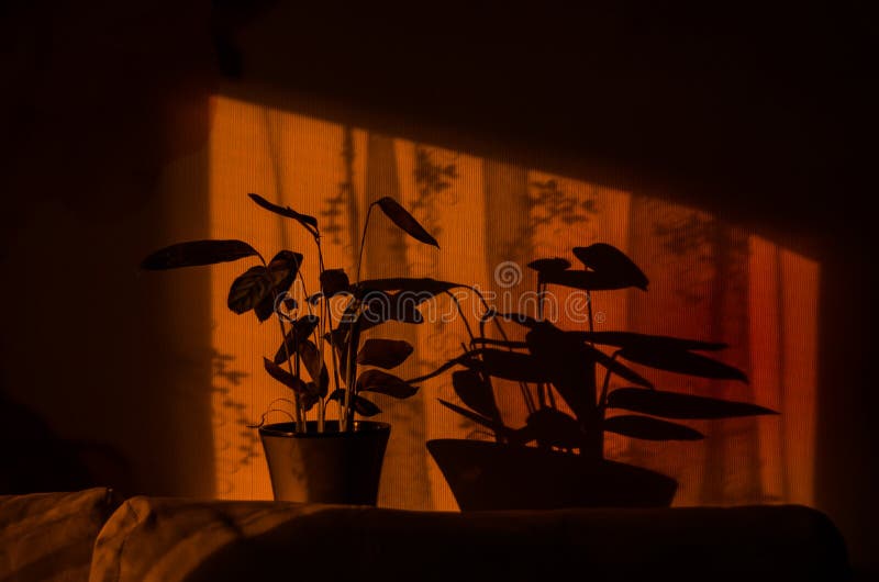 The Shadow on the Wall of Indoor Plants. Stock Photo - Image of beauty ...