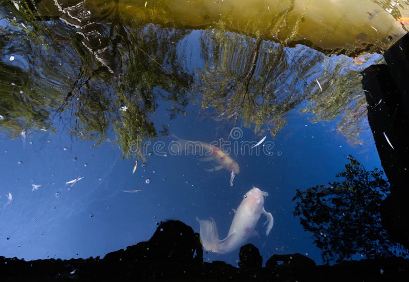 The Shadow of the Whitefish and Trees in the Pond Stock Photo - Image ...