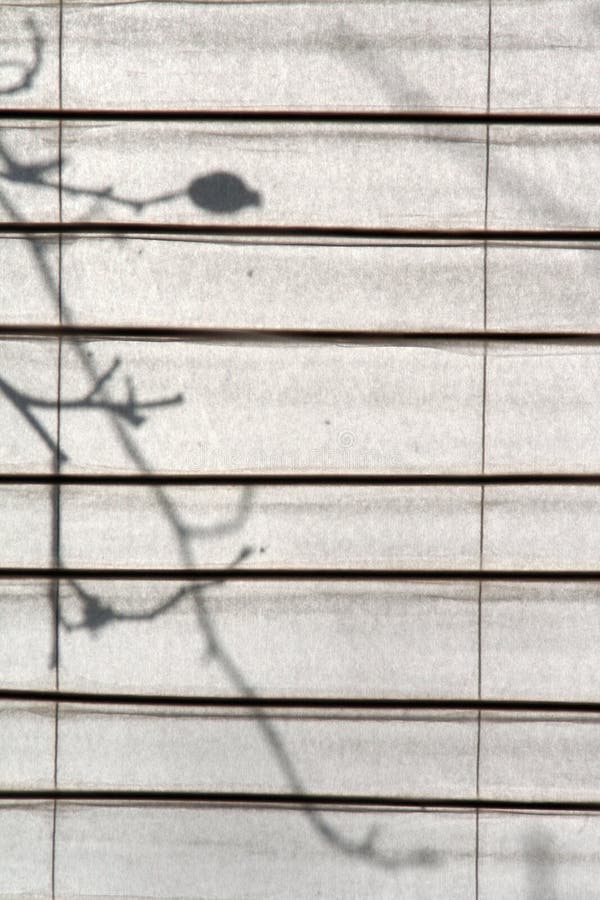 Shadow of a Wild Rose through Shoji Screen Stock Photo - Image of ...