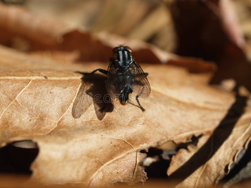 The Shadow of the Wing of this Fly Runs almost Perfectly Around the ...