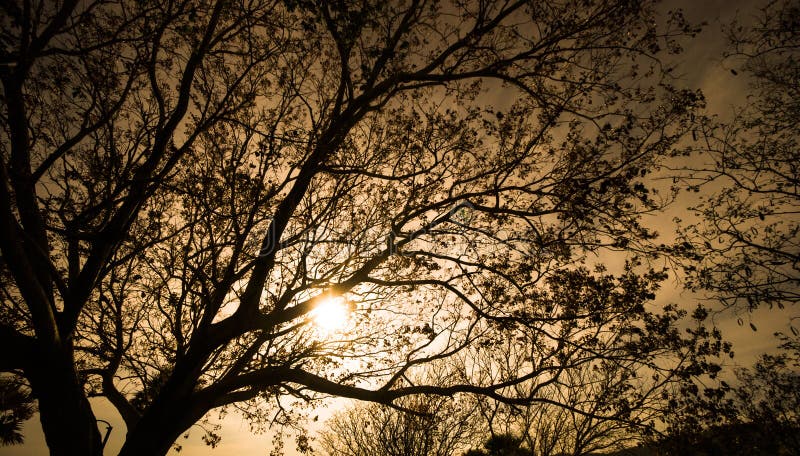 Shadow of wood stock photo. Image of plant, dusk, silhouette - 259443416