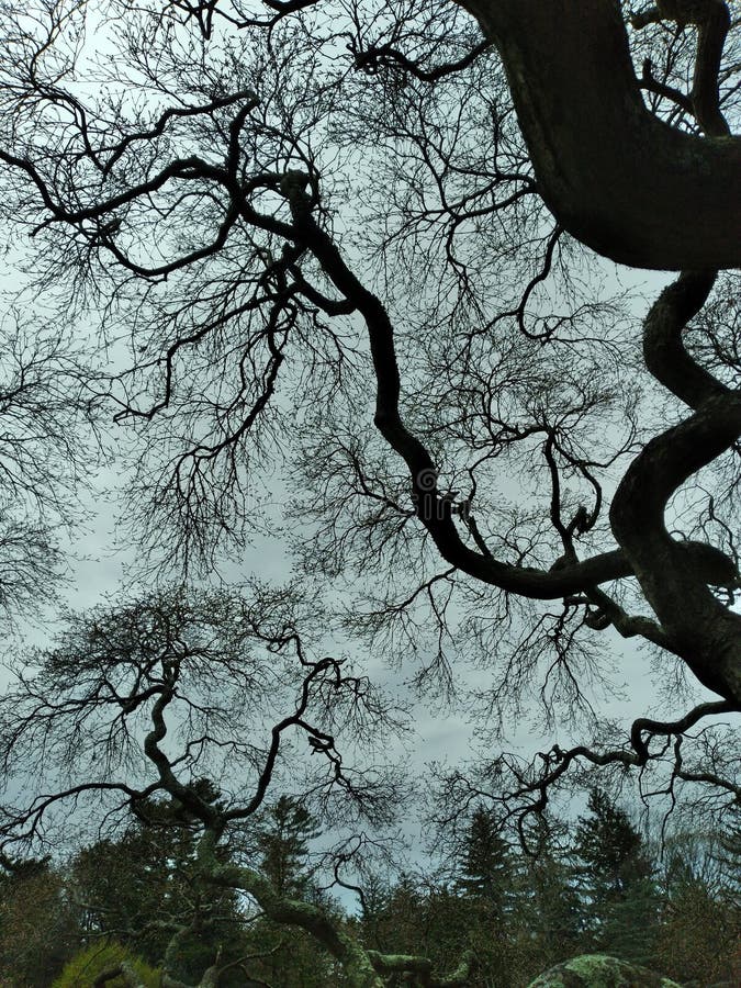 Shadowed Black Tree with White Sky Spooky Stock Image - Image of black ...