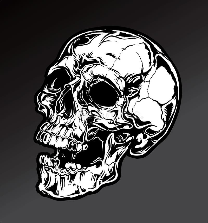 Detailed Skull stock vector. Illustration of death, rotting - 29926894