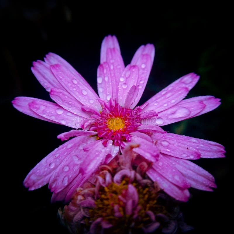 Shadowed flower stock photo. Image of shadow, techniques - 227972504